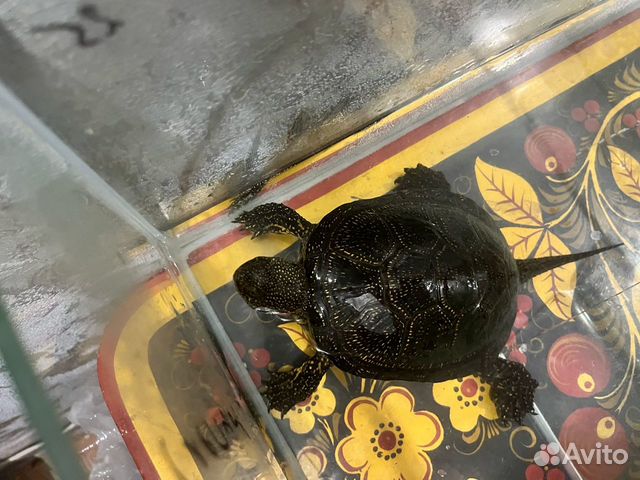 Отдам болотную черепаху в добрые руки