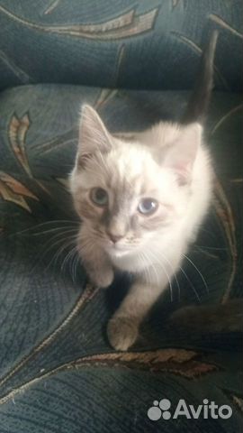 Отдам в добрые руки