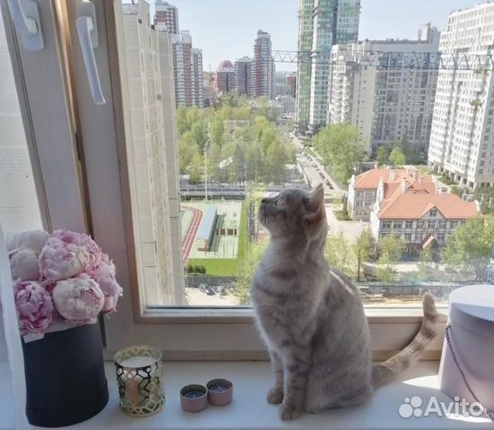 Отдам в хорошие руки кошечку британку