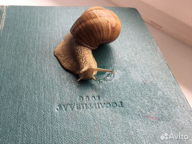 Улитки виноградные