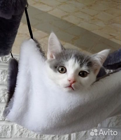 Котёнок кроха мальчик 2 месяца серо-белый