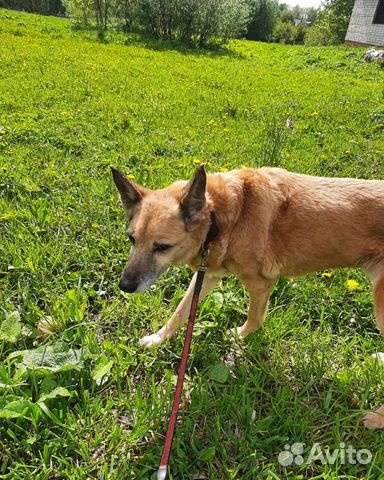 Собака Лиса 10 лет