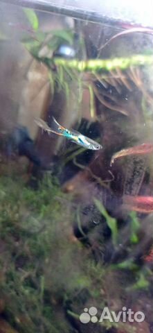 Гуппи эндлера