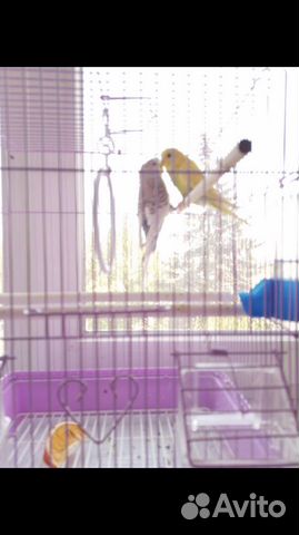 Волнистый попугай пара