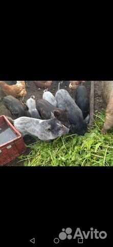 Вьетнамские поросята