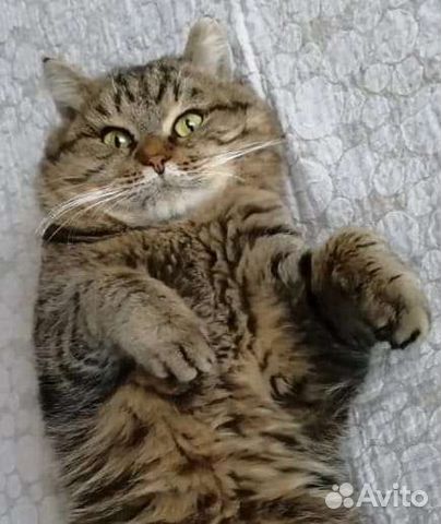 Котик Пух в частный дом