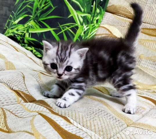 Шотландские котята