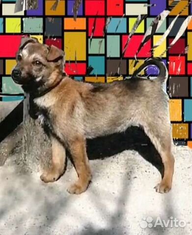 Малорослая собачка в добрые руки