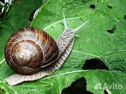 Улитки виноградные