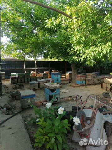 Пчелы карпатка