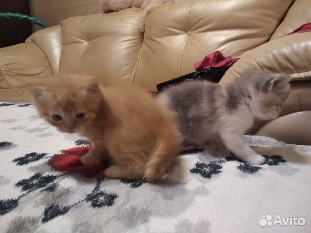 Продам котят (персидская мать + отец британец)