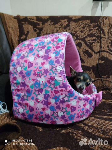 Мини той-терьер вязка