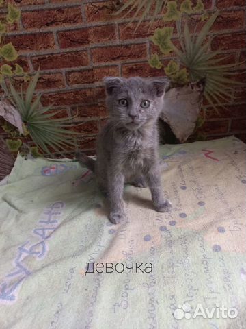 Шикарный котенок ищет дом