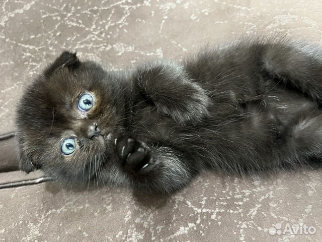 Котенок шотландский вислоухий