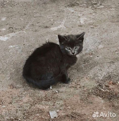Котенок голубой