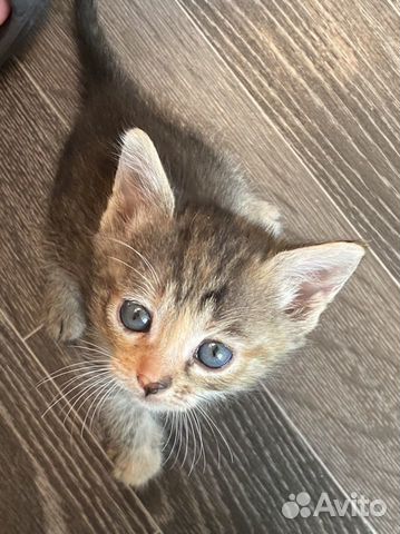 Котята