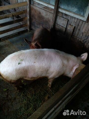 Кабаны на мясо