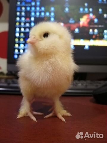 Цыпленок