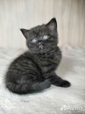 Шотландские котята