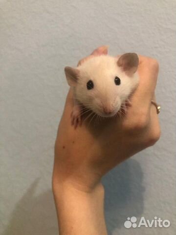 Крысы в добрые руки