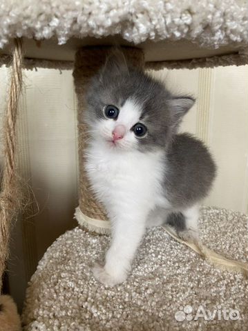 Котята в добрые руки,1 месяц,родились 2 мая