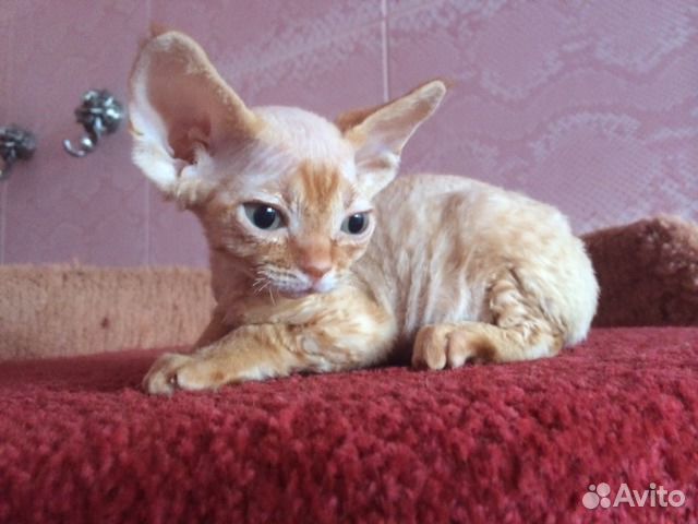 Мальчик Девончик Редиссон