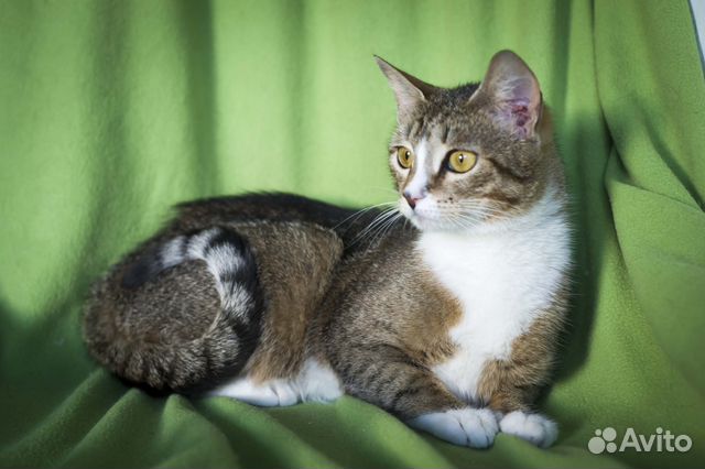 Кошка Нюша (коттэ)