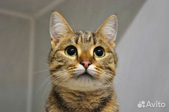 Стерилизованная кошка в ответственные руки