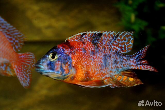 Аквариумная цихлида Aulonocara Multicolor