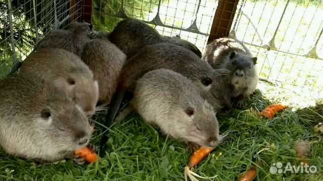 Продам нутрии для разведения