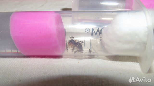 Муравьи Lasius Niger