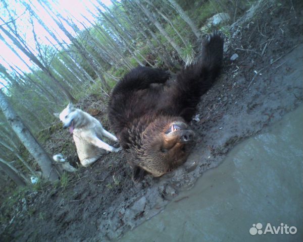 Продам щенков западно-сибирской лайки