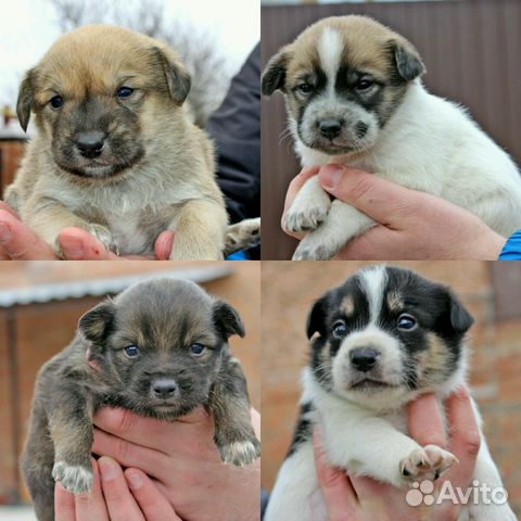 Малыши 1.5мес ищут дом