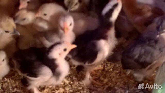 Цыпочки Суточные и старше. Инкубационное яйцо