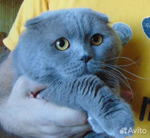 Лиловый вислоухий клубный кот на вязку