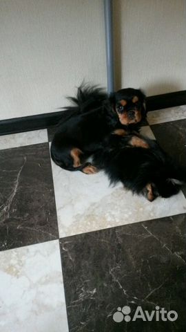 Девочка-кавалерочка) Кавалер-кинг-чарльз