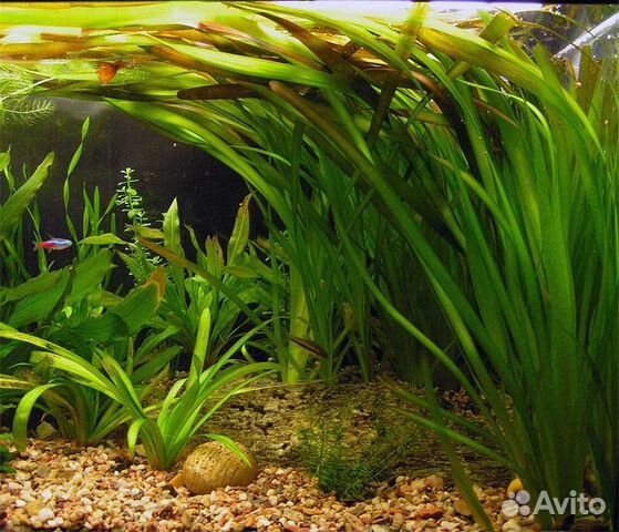 Растения для аквариума(валеснерия) и рыбки гуппи