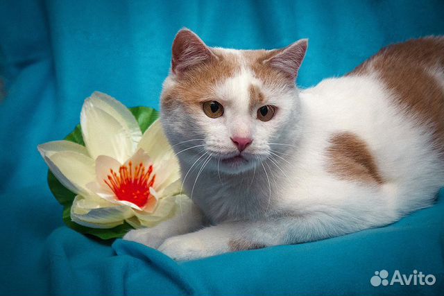 Артемий-ласкуша в поиске дома)