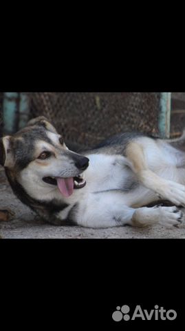 Отдам собаку в хорошие руки