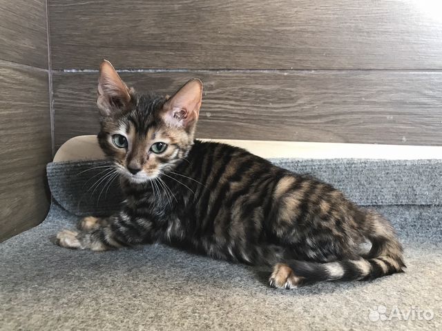 Котик Тигровый Тойгер Аир
