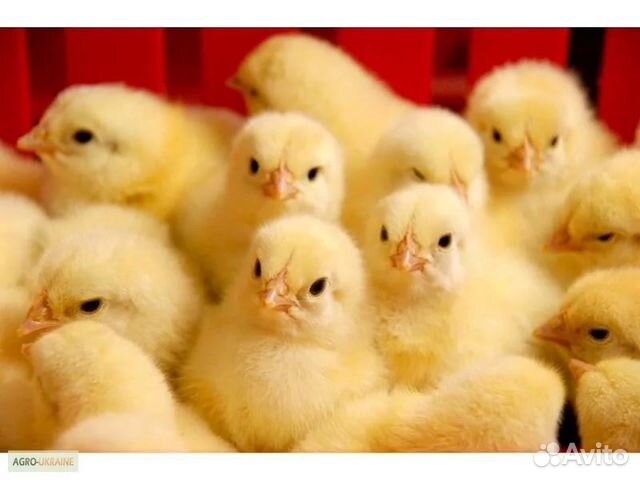 Цыплята бройлеров росс-308
