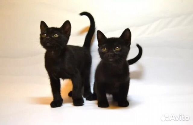 Котята Бомбейские