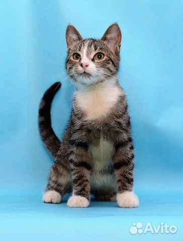 Кеша котенок полосатик ищет дом