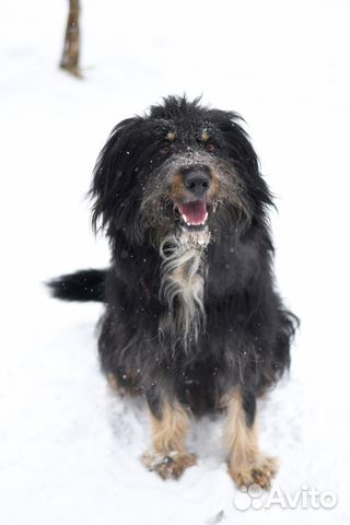 Ёжик (близкий метис зенненхунда) ищет дом