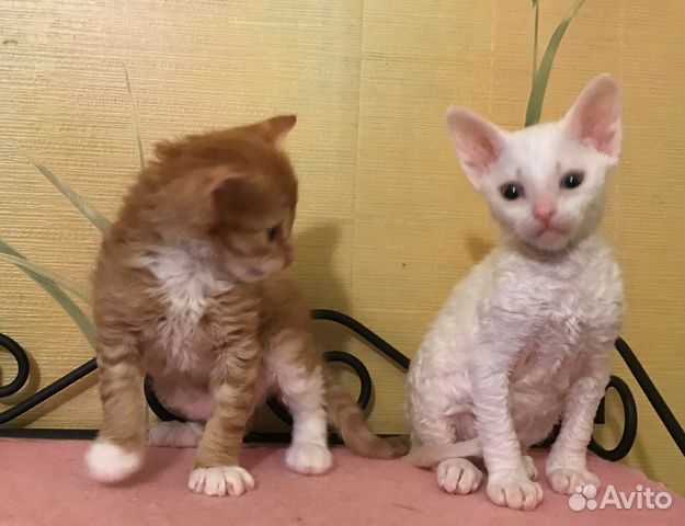 Неаллергенные котята Друзья и компаньоны в семье)