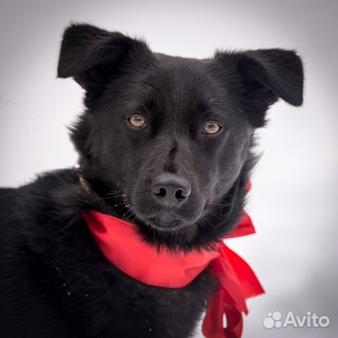 Собака Юла в добрые руки в дар