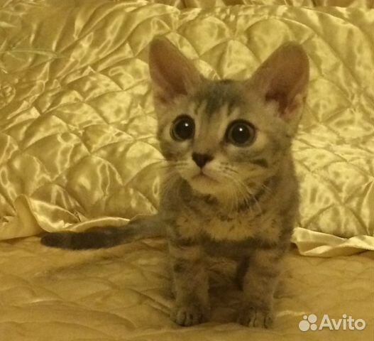Изабелка) Неаллергенная Подарите Любимым Нежность)