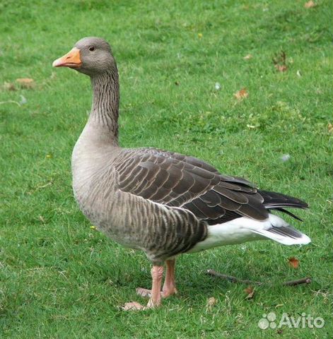 Продам гусей