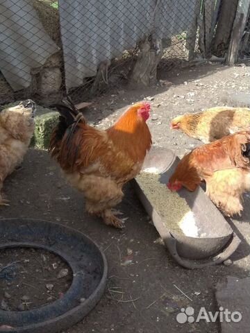 Продам петуха брама