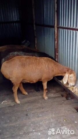 Эдильбаевские и Гиссарские овцы